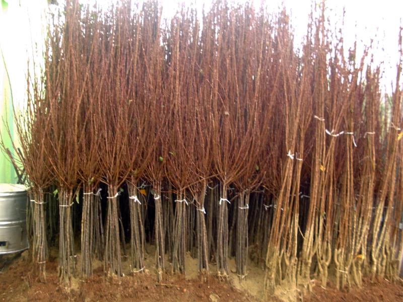 Reč stručnjaka: Magdalena Todorović – Kako izabrati kvalitetne sadnice ...