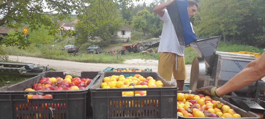 Rakija od džanarike – Topličke Vesti