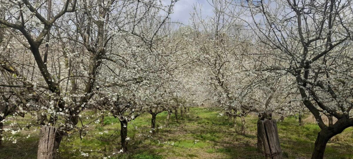 Cvetale džanarike u blačkom kraju – Topličke Vesti